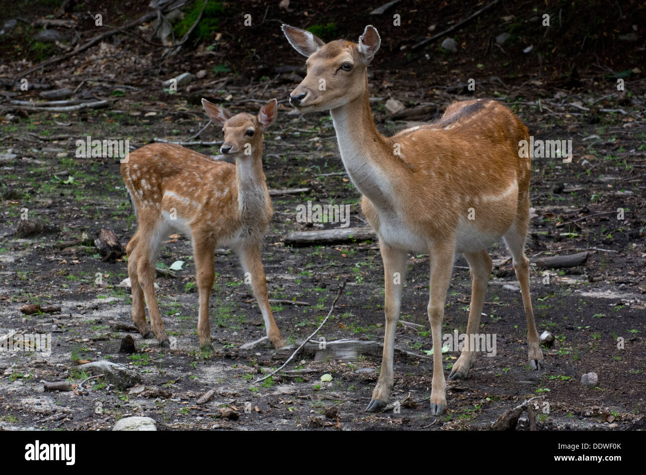 A Fallow doe and fawn Stock Photo - Alamy