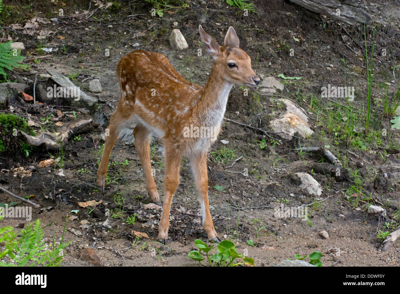 A Fallow fawn Stock Photo - Alamy