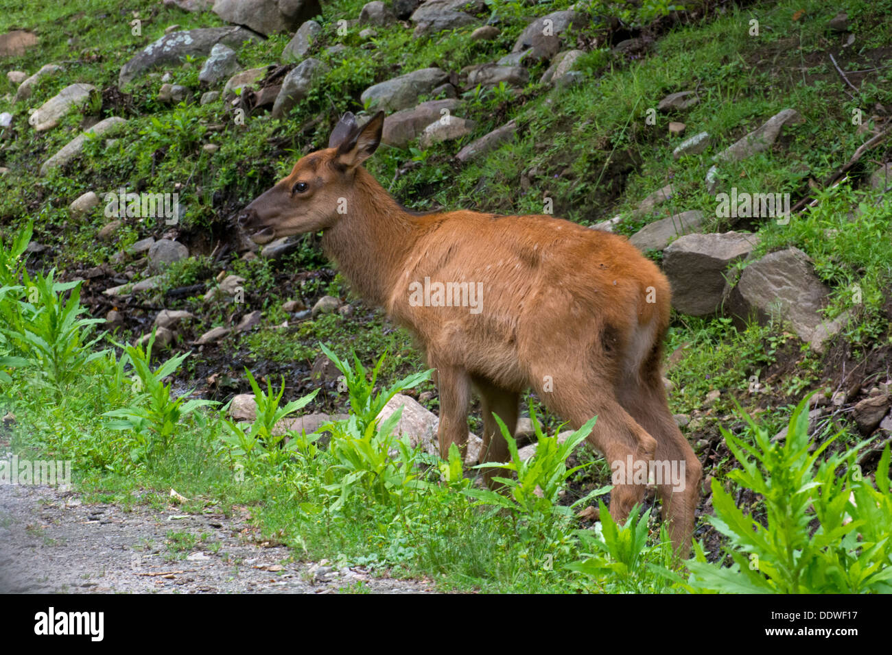 A young Elk Stock Photo - Alamy