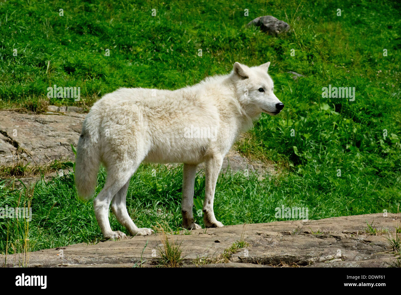 An Arctic Wolf Stock Photo - Alamy