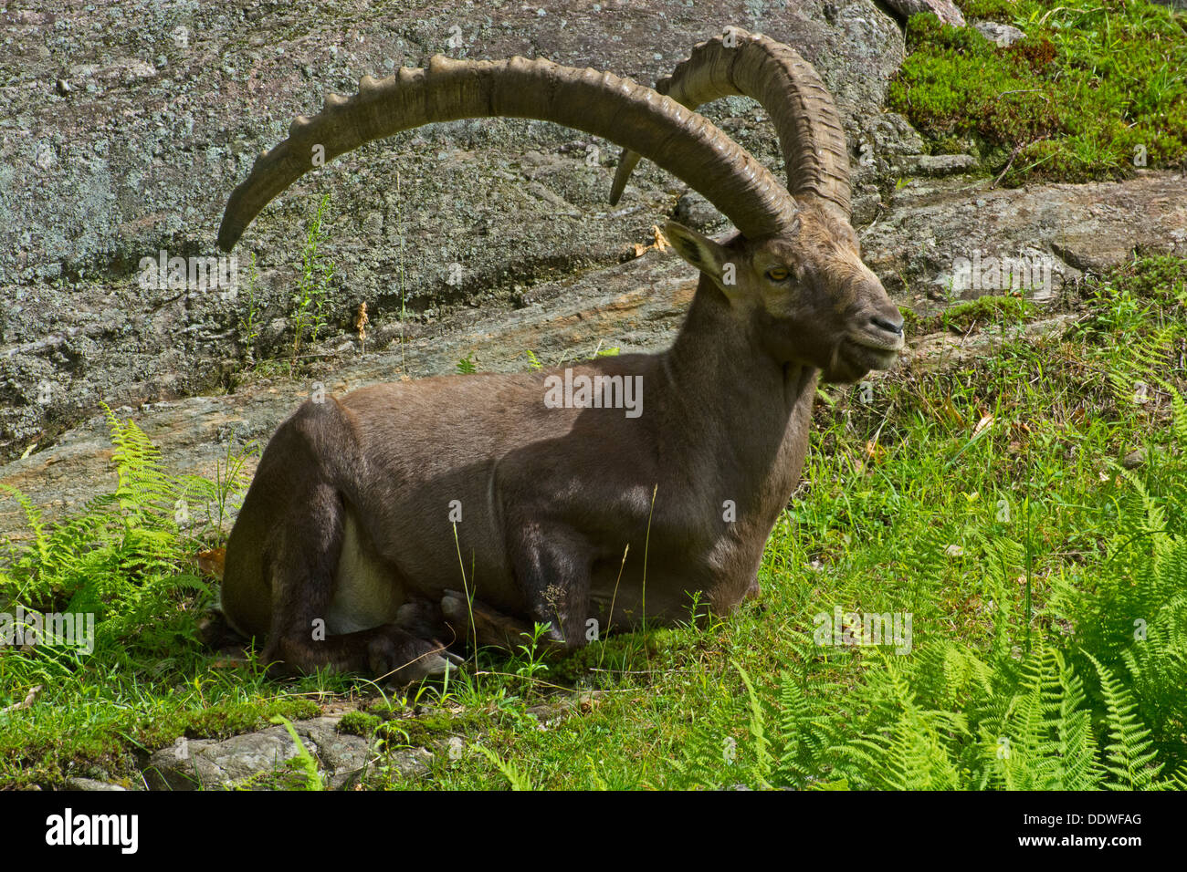 Alpine ibex hi-res stock photography and images - Alamy