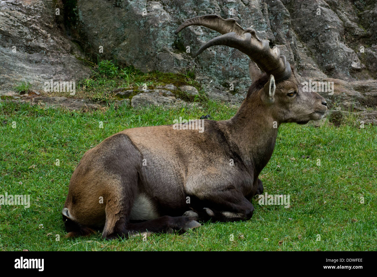 Young ibex capra male hi-res stock photography and images - Alamy