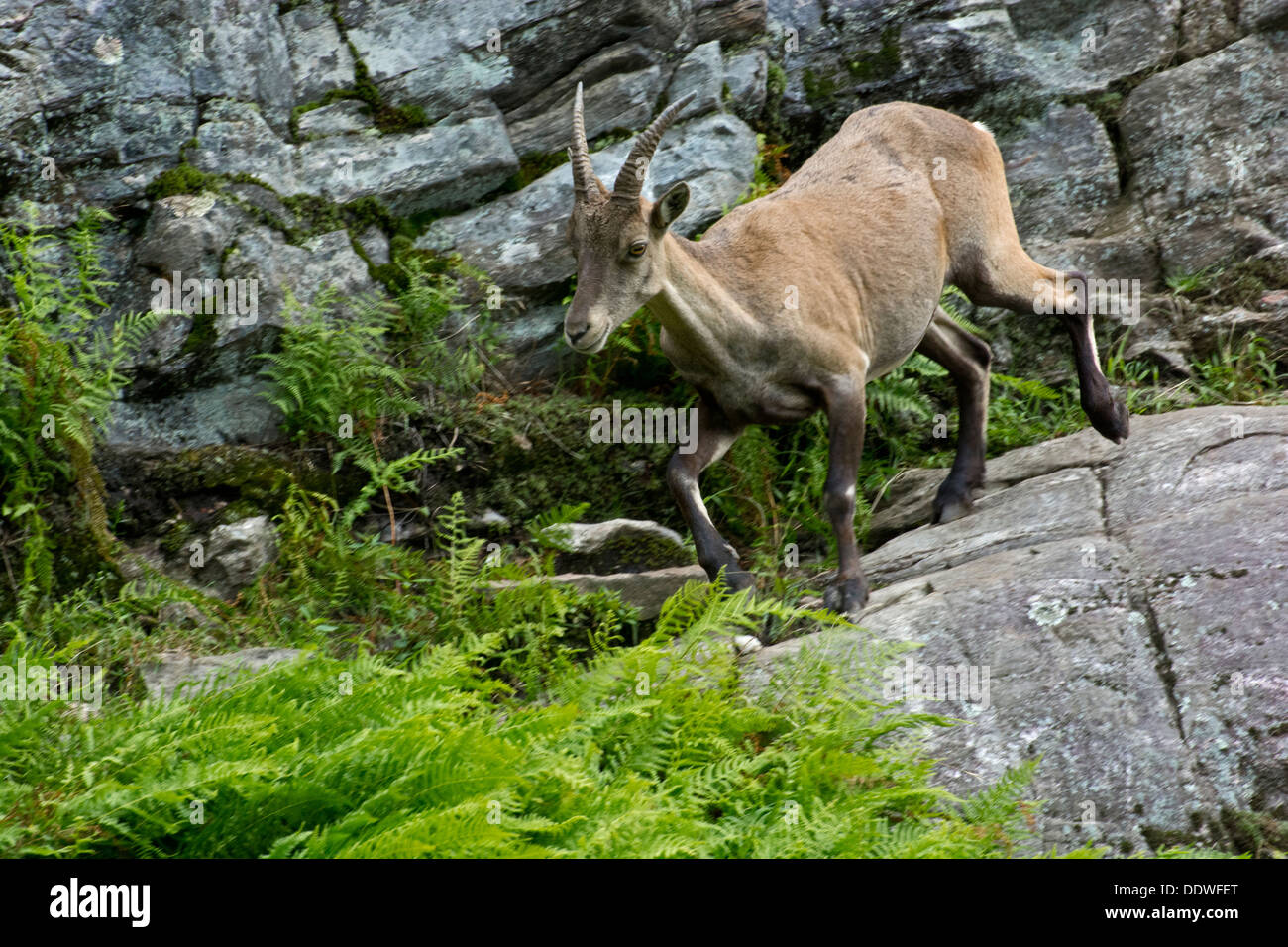 Alpine ibex capra ibex female hi-res stock photography and images - Alamy