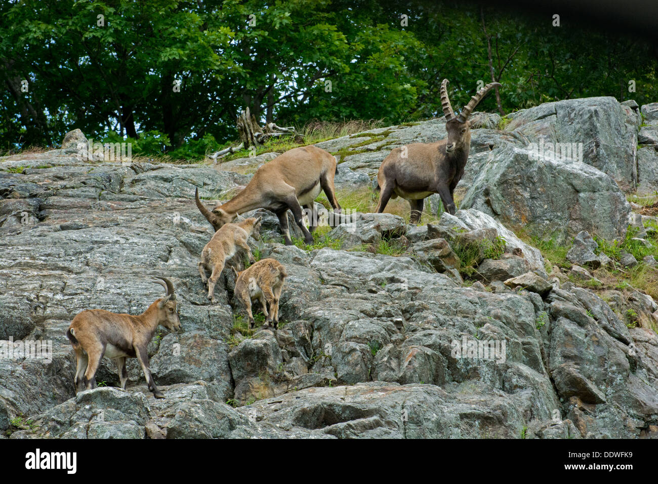 Alpine Ibex on a cliff Stock Photo - Alamy
