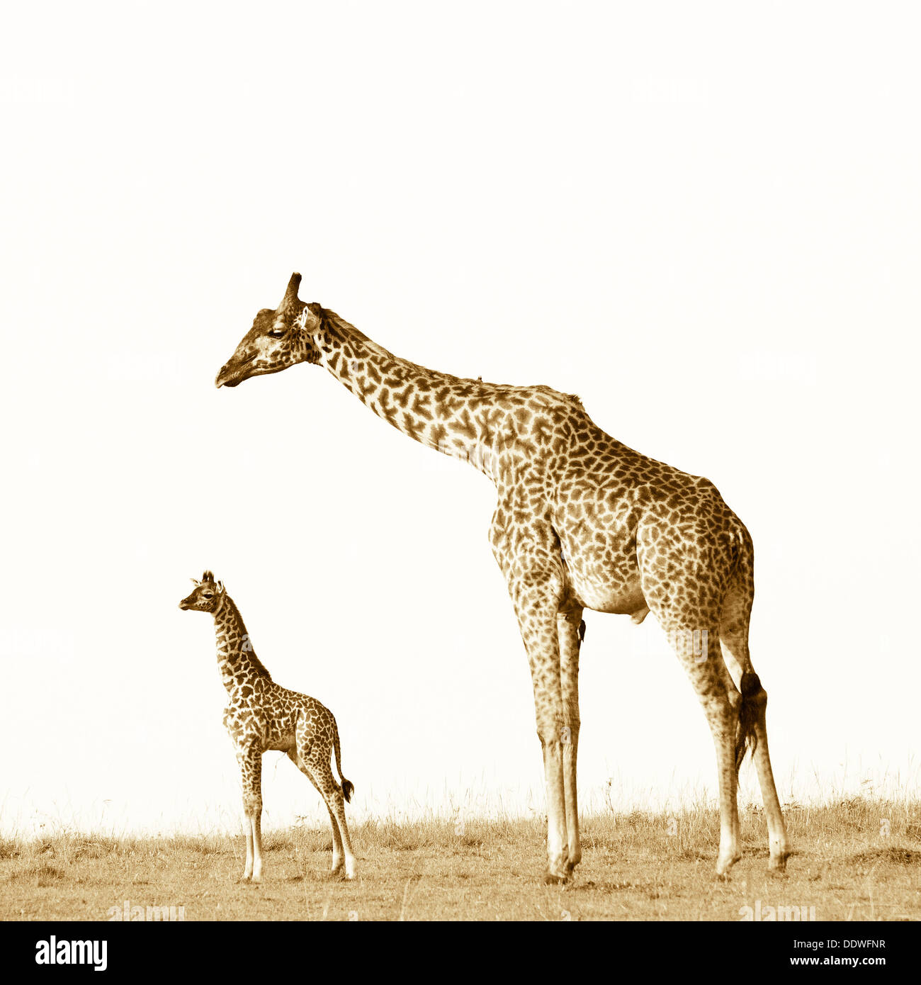 Baby Giraffe Profile