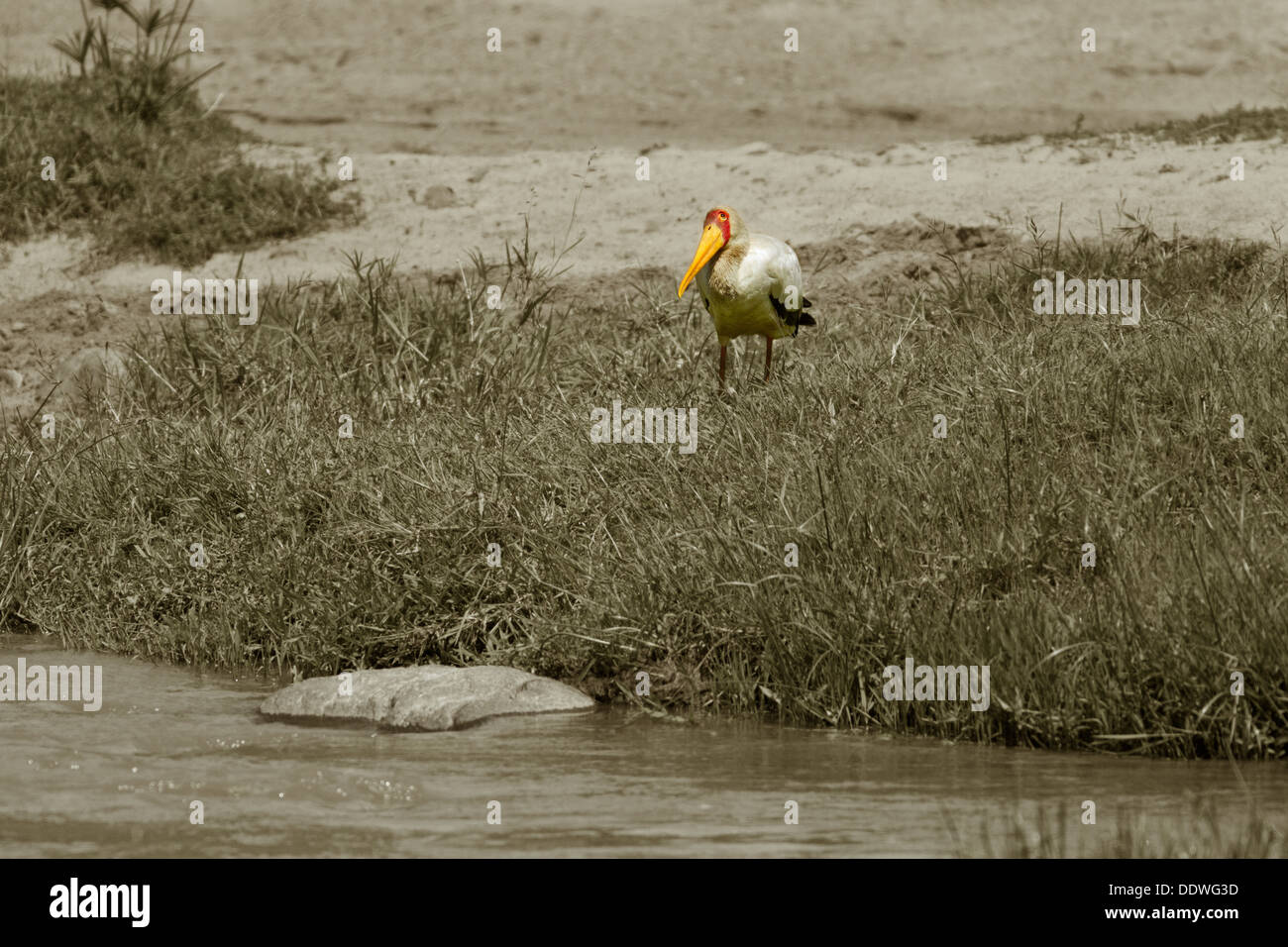 Crouching beside river hi-res stock photography and images - Alamy