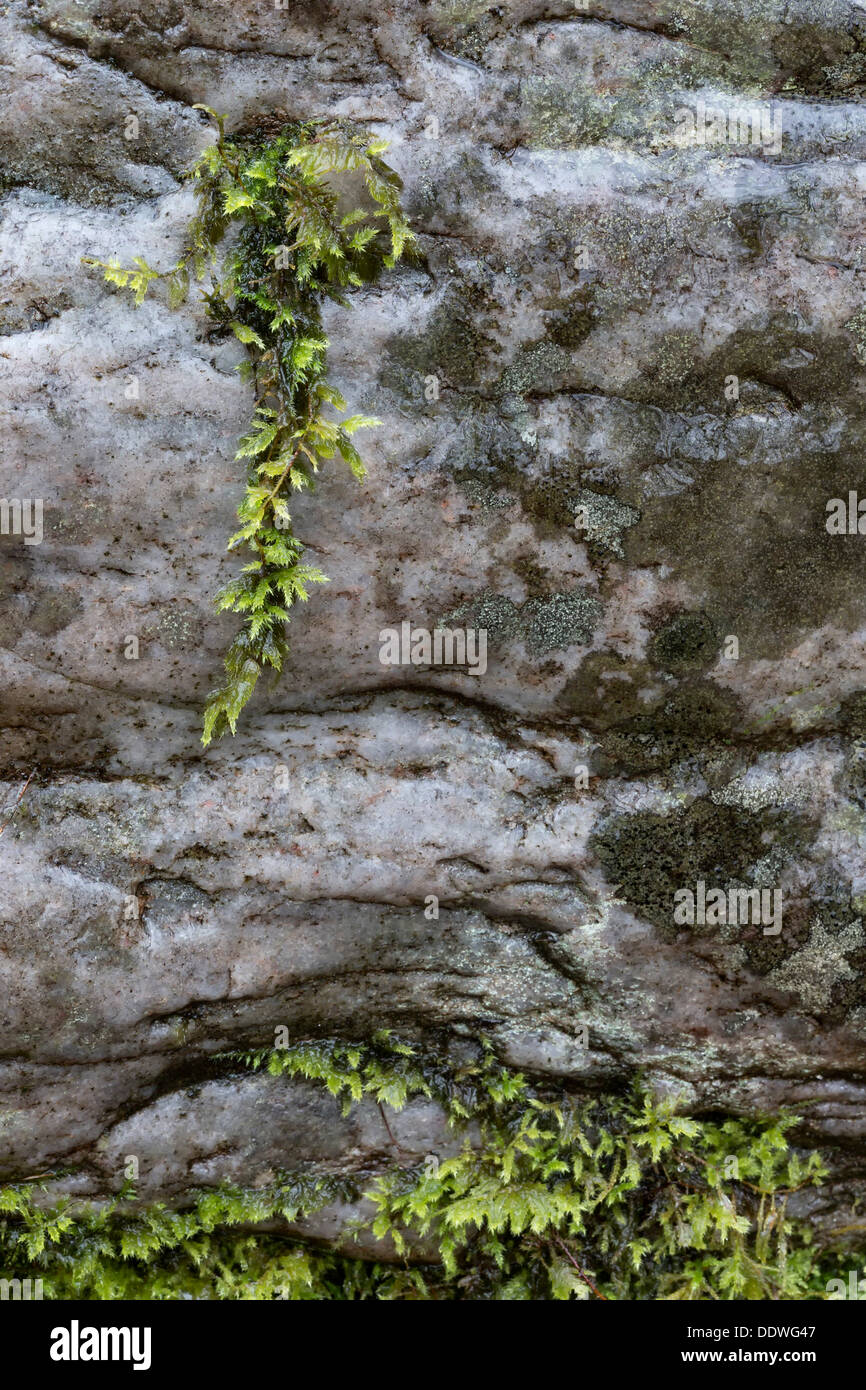 Ivy on rock hi-res stock photography and images - Alamy