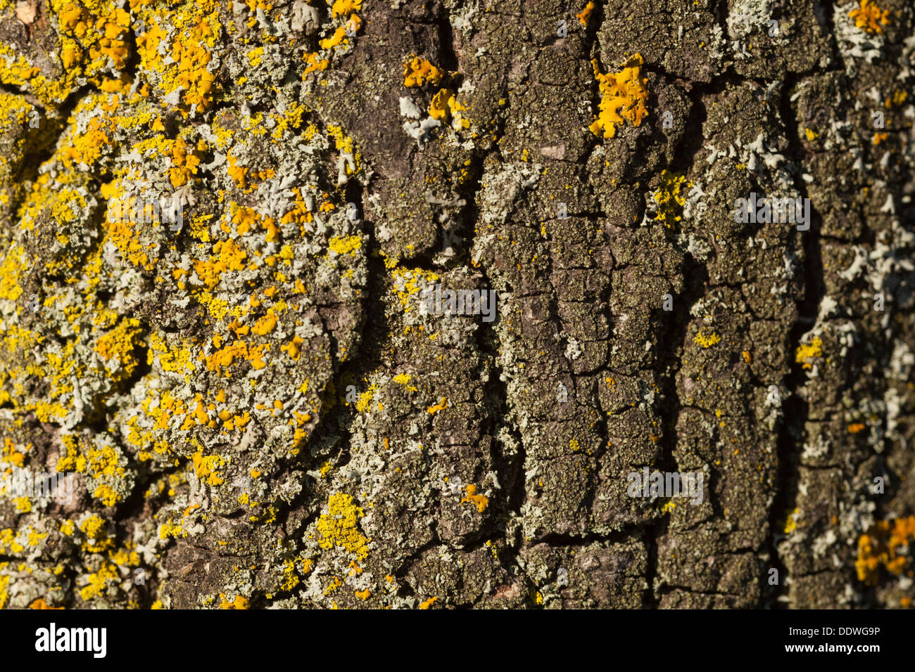the mossy texture of a tree trunk bark Stock Photo - Alamy