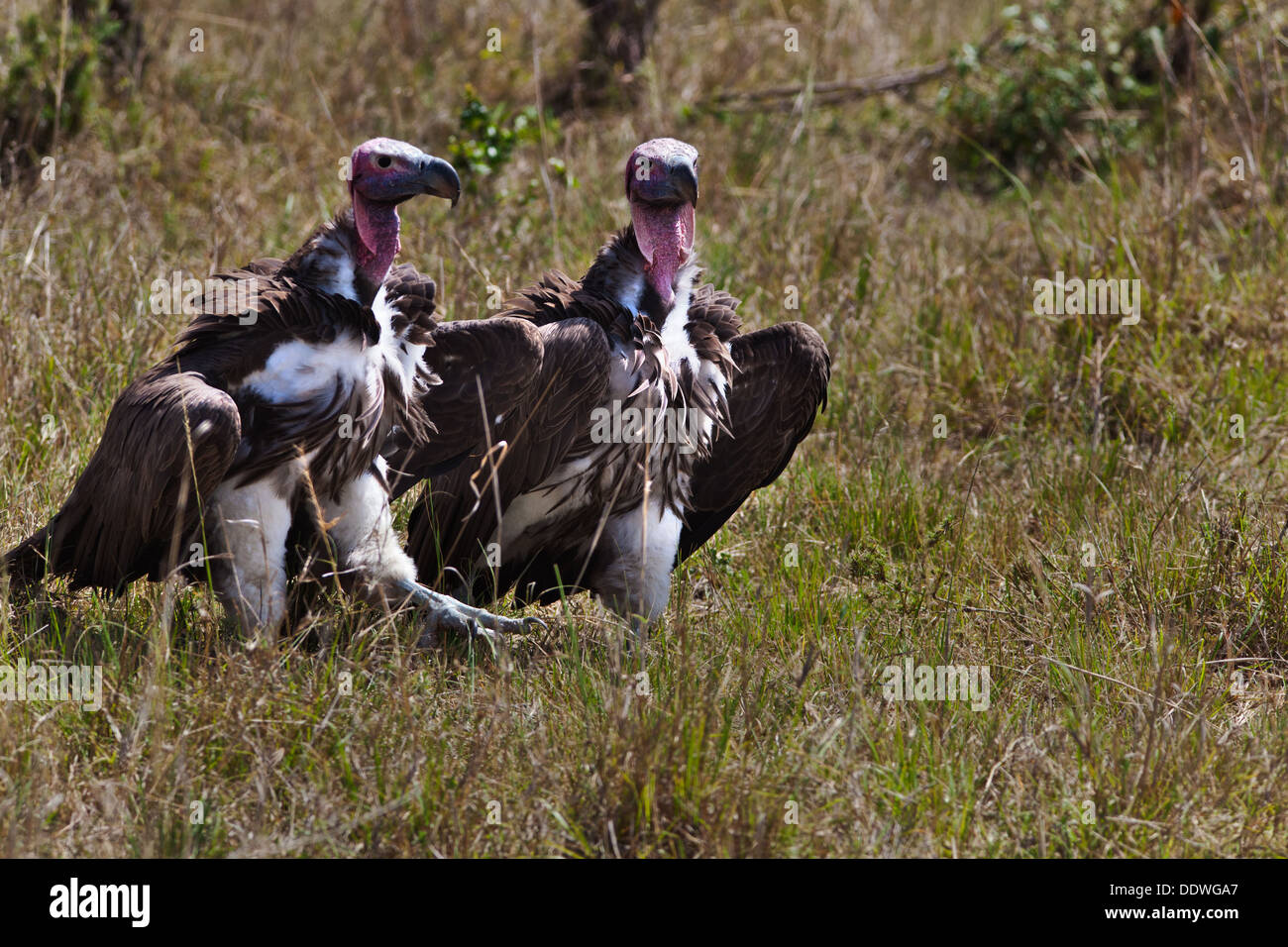 Activity african action masai mara hi-res stock photography and images ...