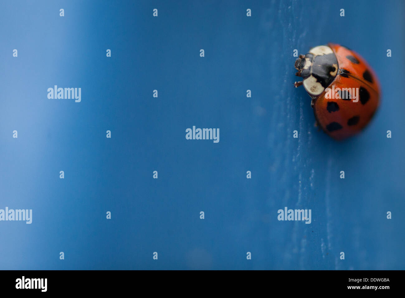 Blue ladybug hi-res stock photography and images - Alamy