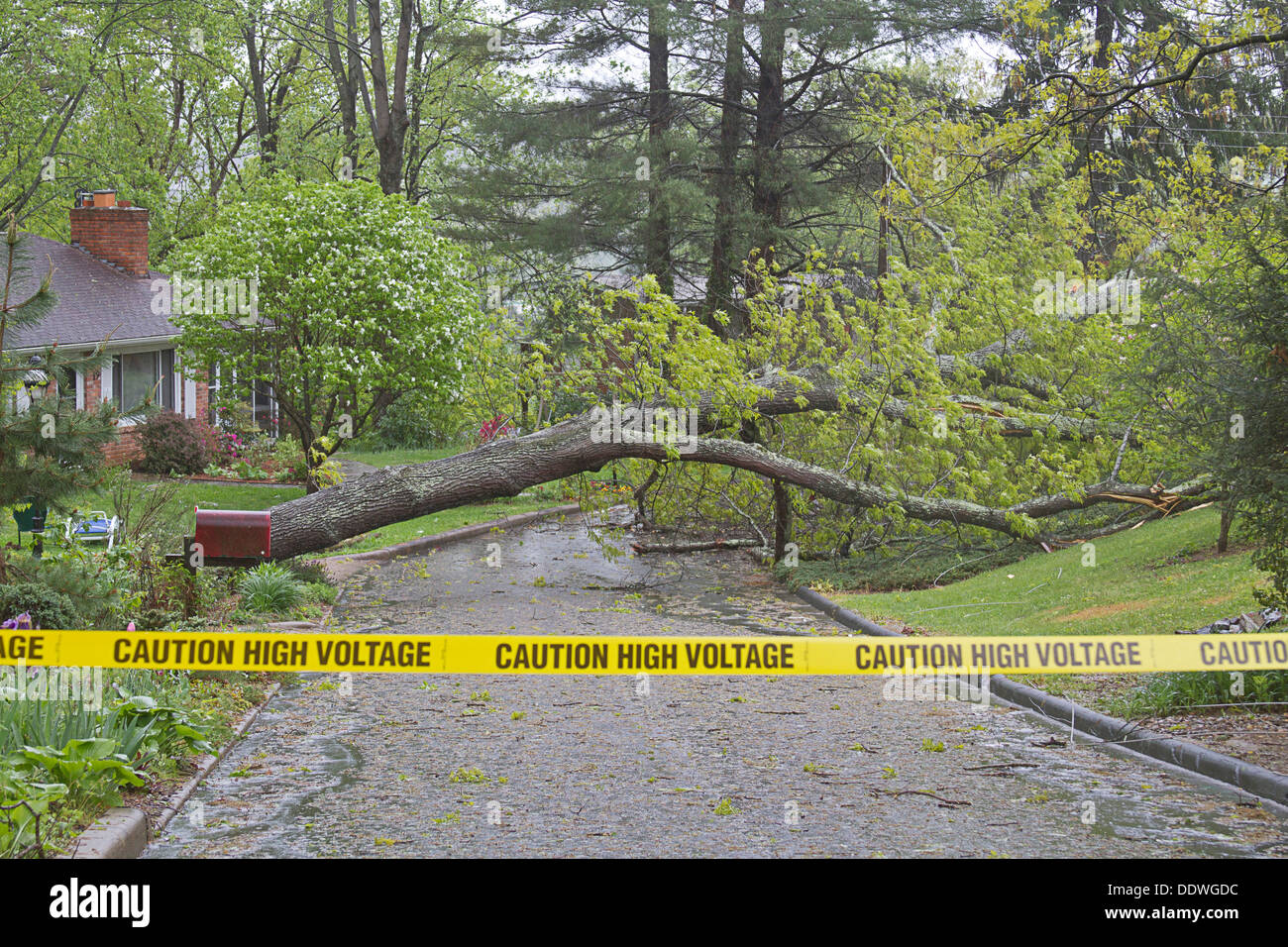 Stormy spring weather causes a large oak tree to fall across a ...
