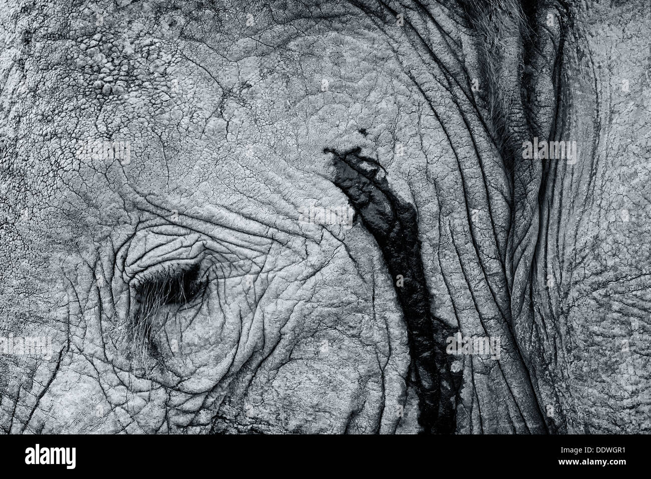 Elephant face hi-res stock photography and images - Alamy