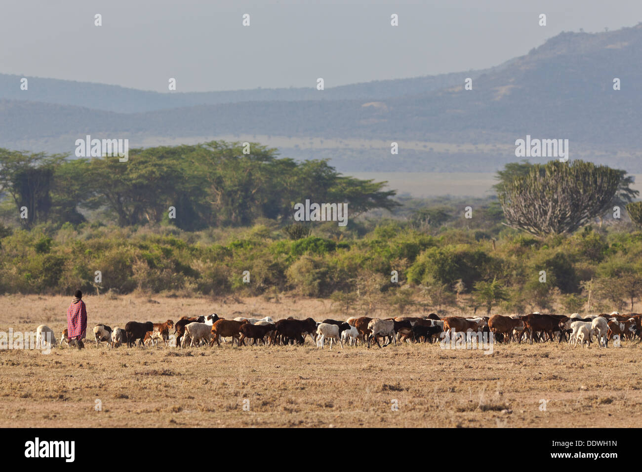 Maasai cows maasai cattle hi-res stock photography and images - Alamy
