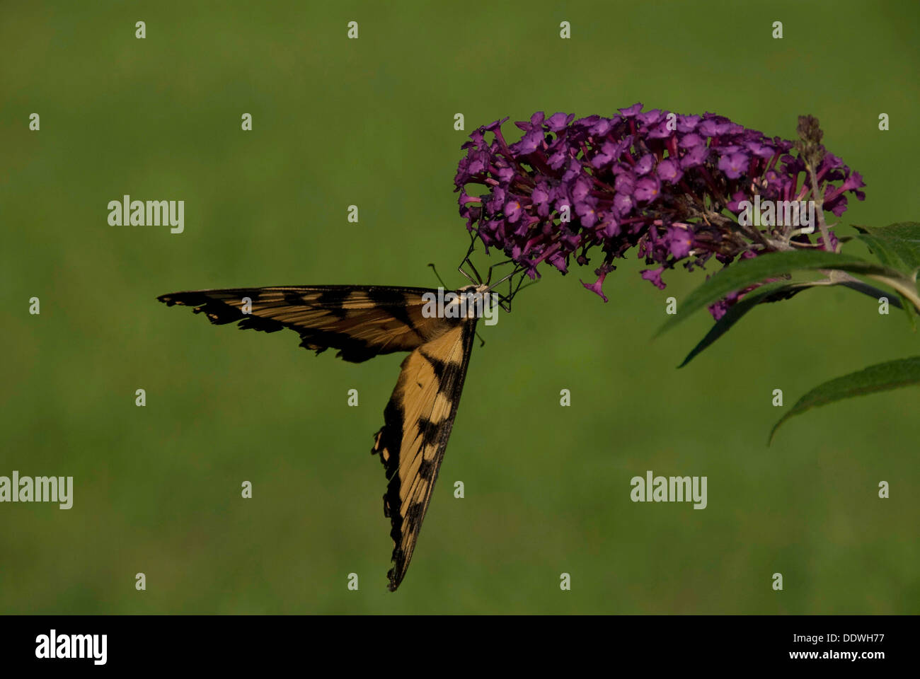 Orange purple wing hi-res stock photography and images - Alamy