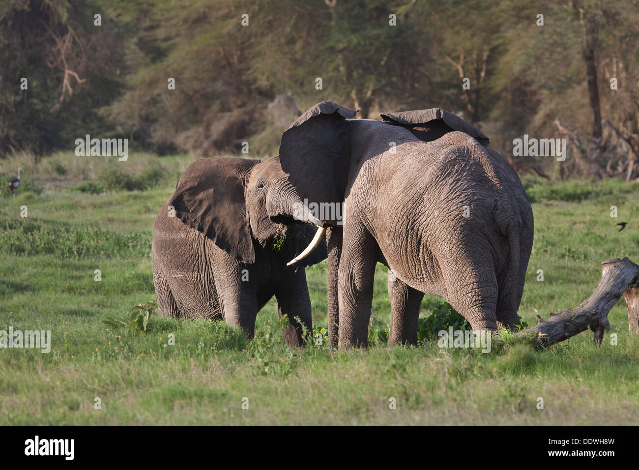 African plains animal hi-res stock photography and images - Alamy