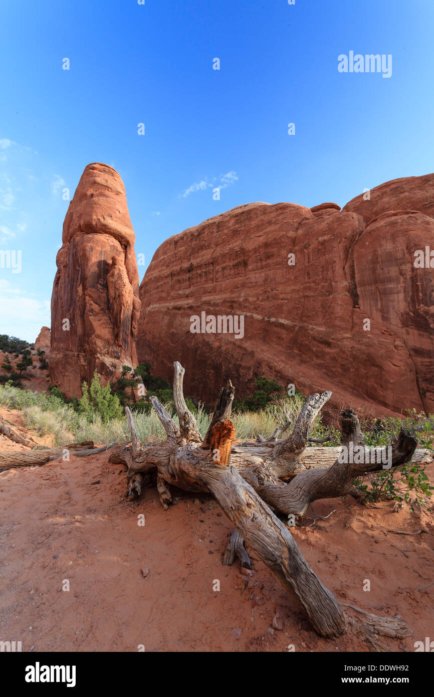 Dead tree and rock formations, Arches National Park Stock Photo - Alamy