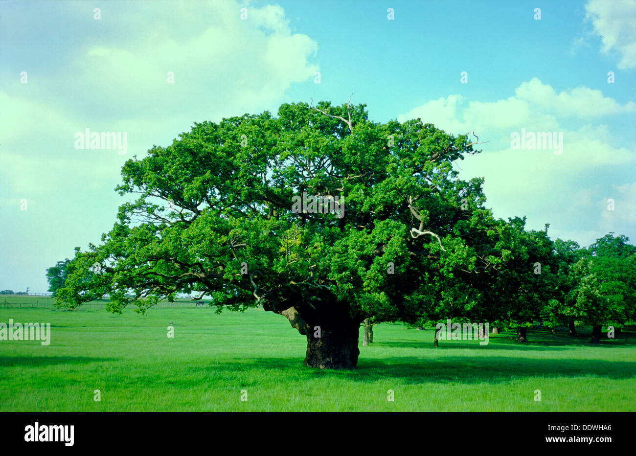 Ancient oak tree (Quercus) in high summer, Surrey, England Stock Photo ...