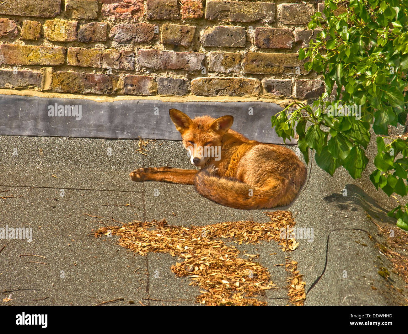 Fox on roof hi-res stock photography and images - Alamy