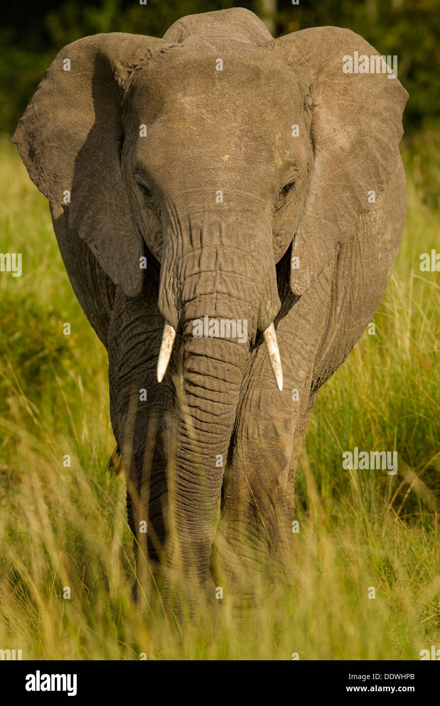 Frontal view of elephant hi-res stock photography and images - Alamy