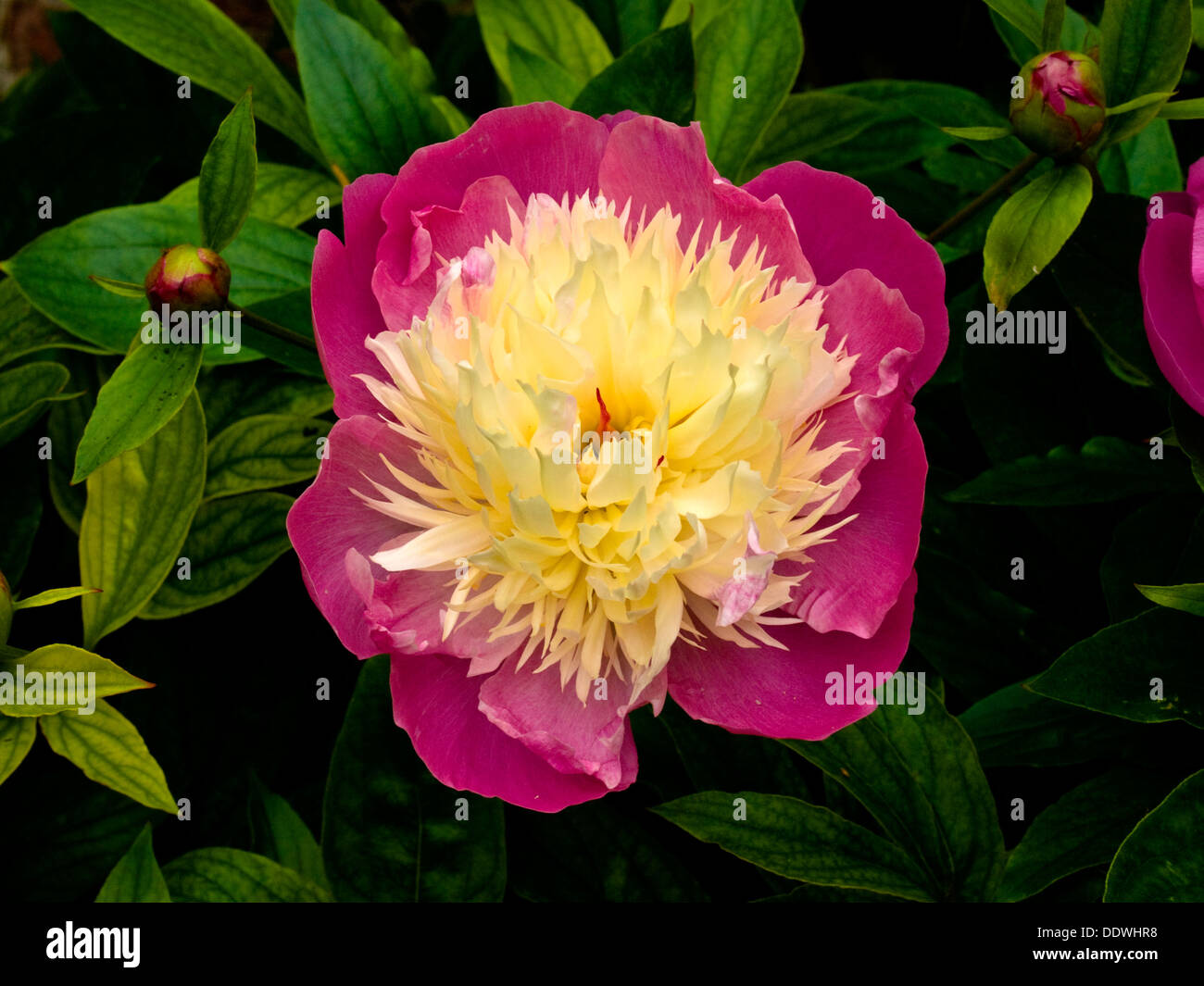 Flora peony hi-res stock photography and images - Alamy