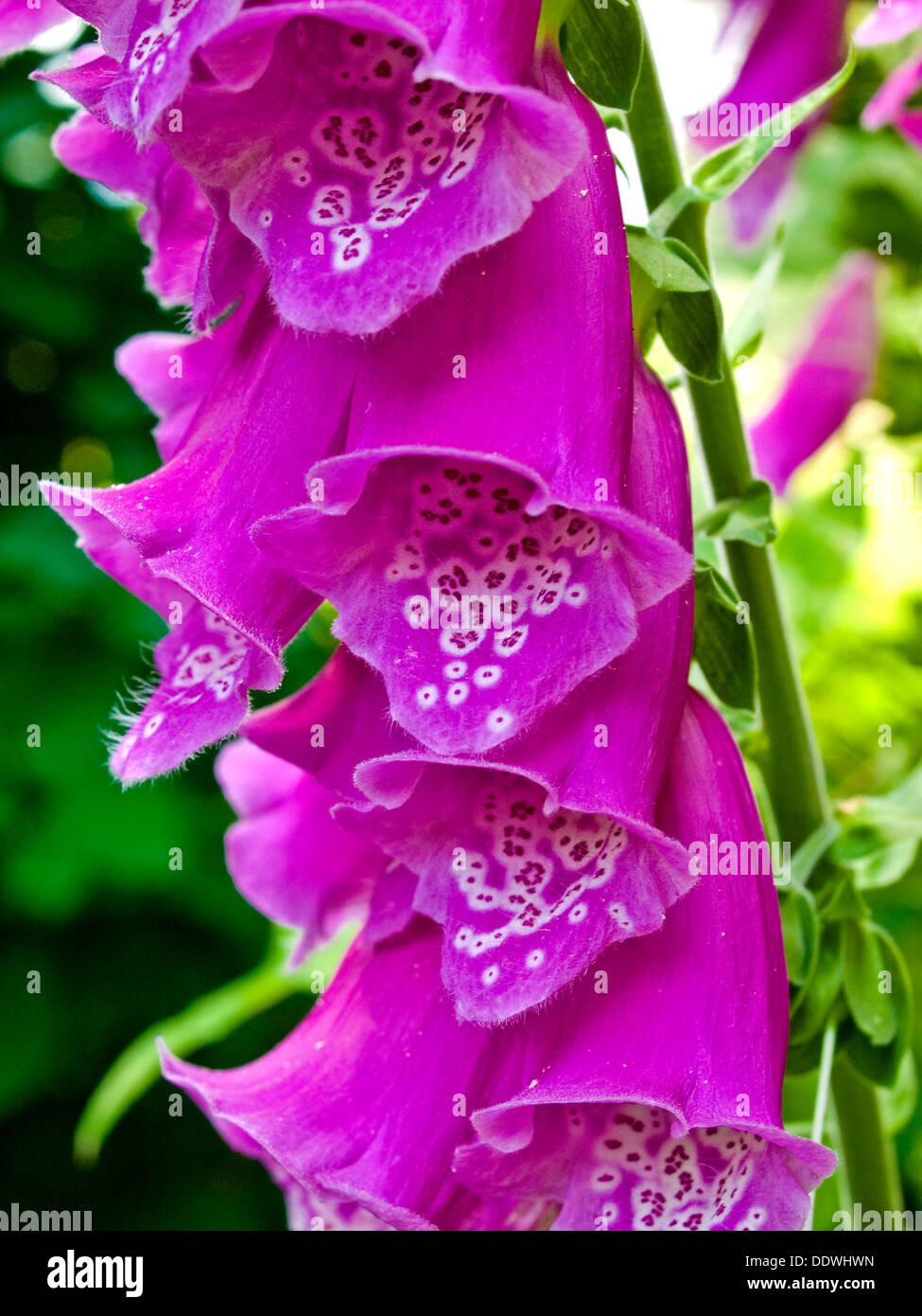 Digitalis purpurea flowers hi-res stock photography and images - Alamy