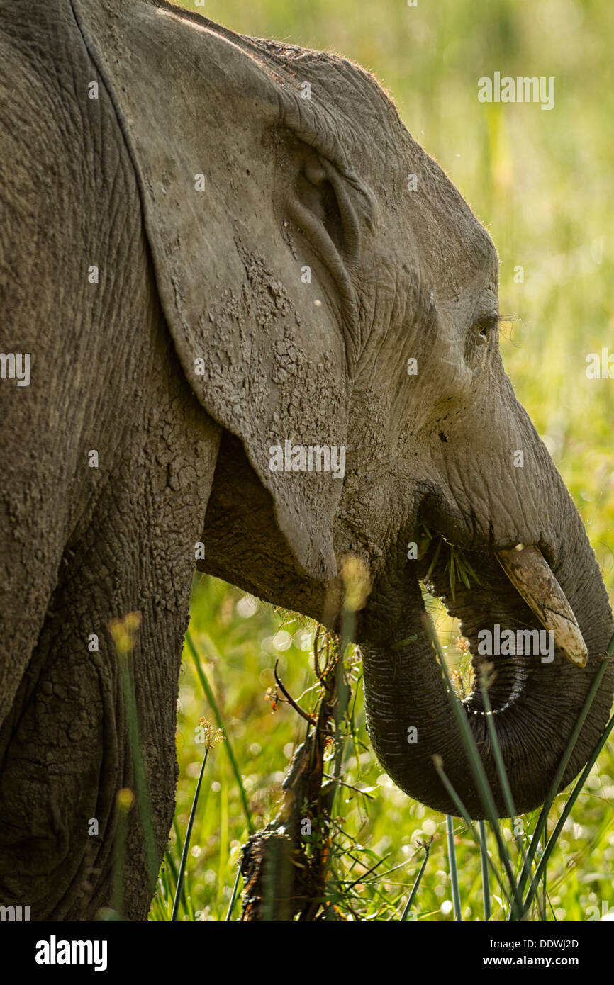 Elephant with curled trunk hi-res stock photography and images - Alamy
