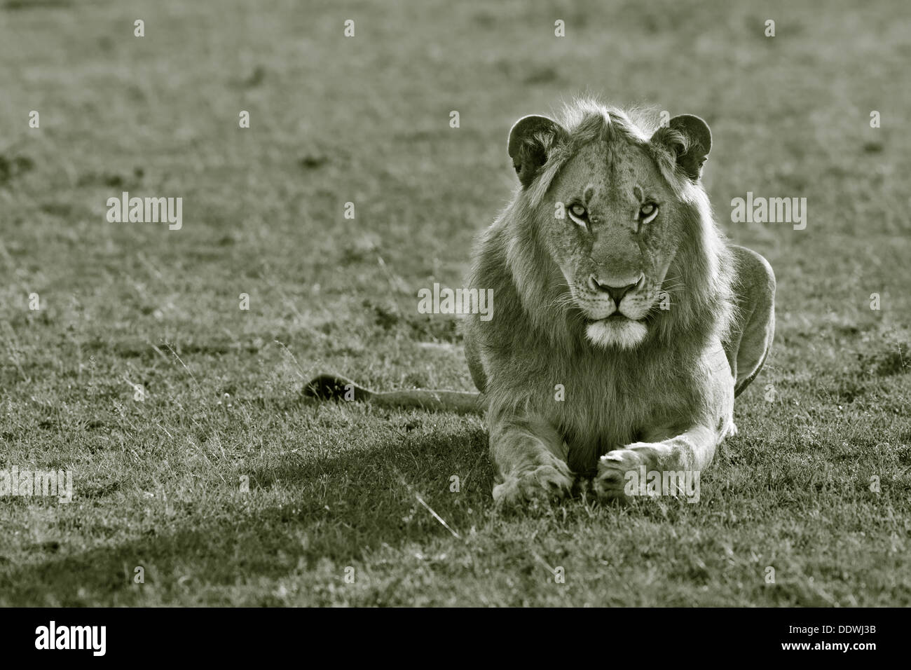 Lion monochrome hi-res stock photography and images - Alamy