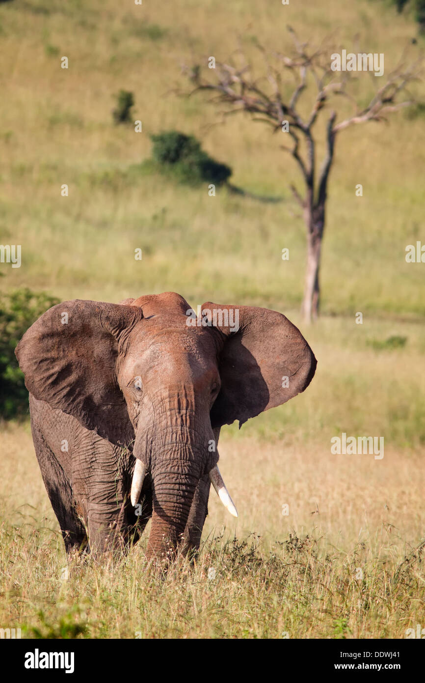 Dead Elephant Standing