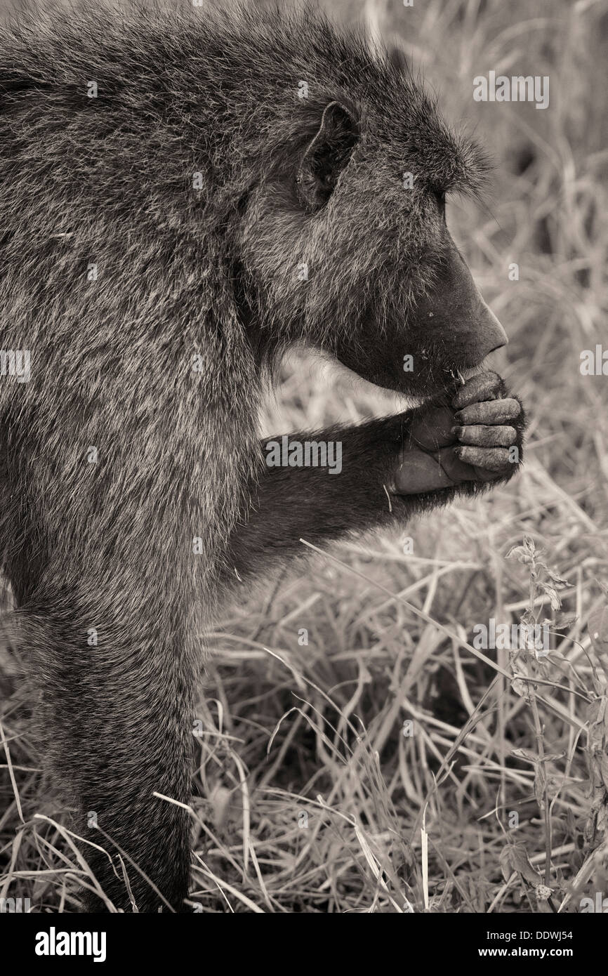 Monkey side profile eating hi-res stock photography and images - Alamy
