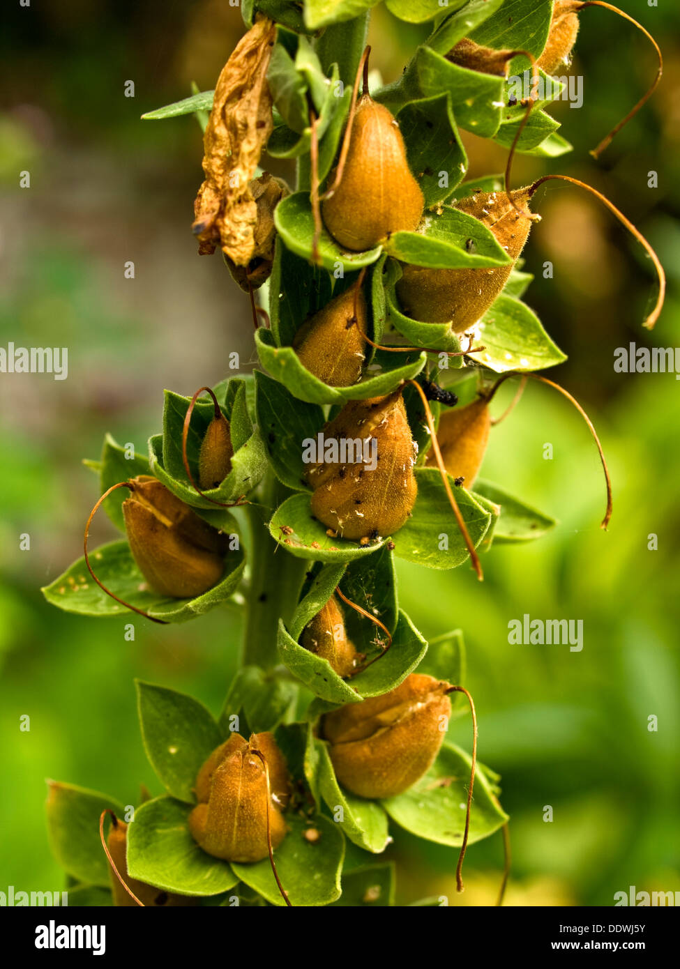 Digitalis Purpurea Seeds