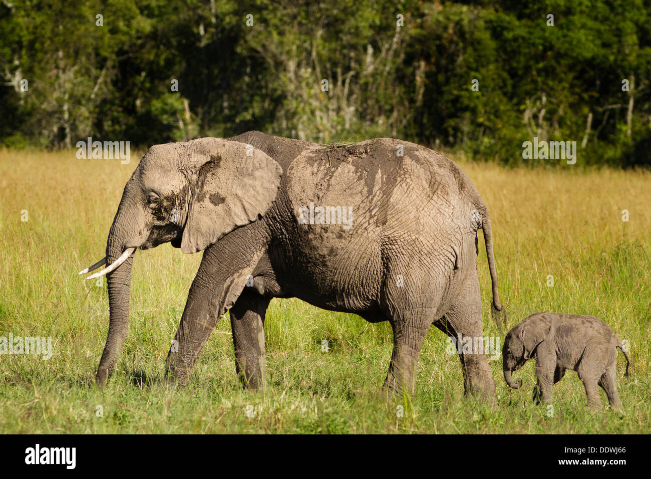 Elephant in long grass hi-res stock photography and images - Alamy