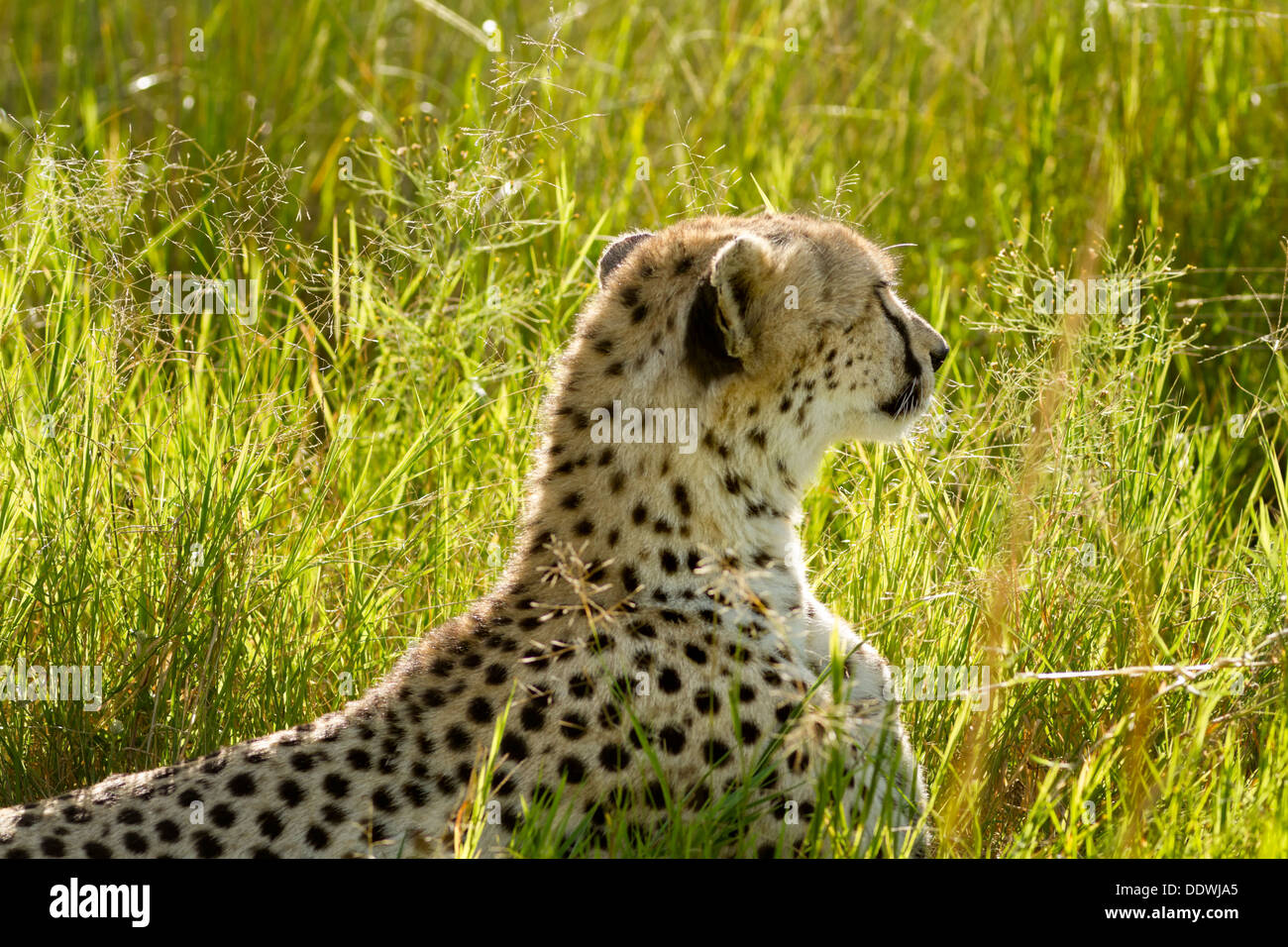 Side view detail cheetah head hi-res stock photography and images - Alamy