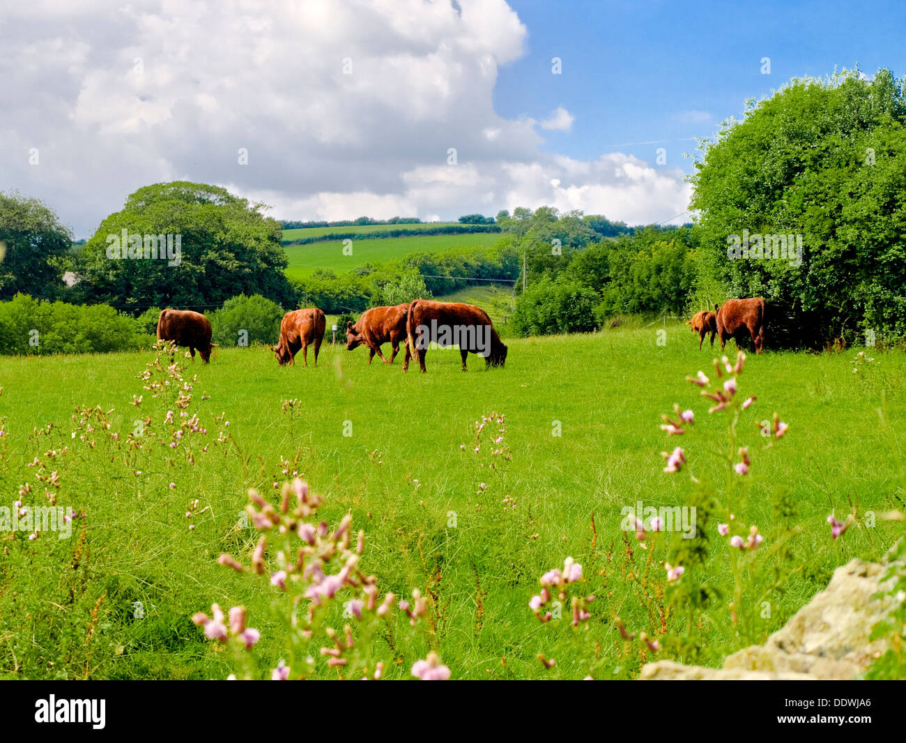 Molland devon hi-res stock photography and images - Alamy