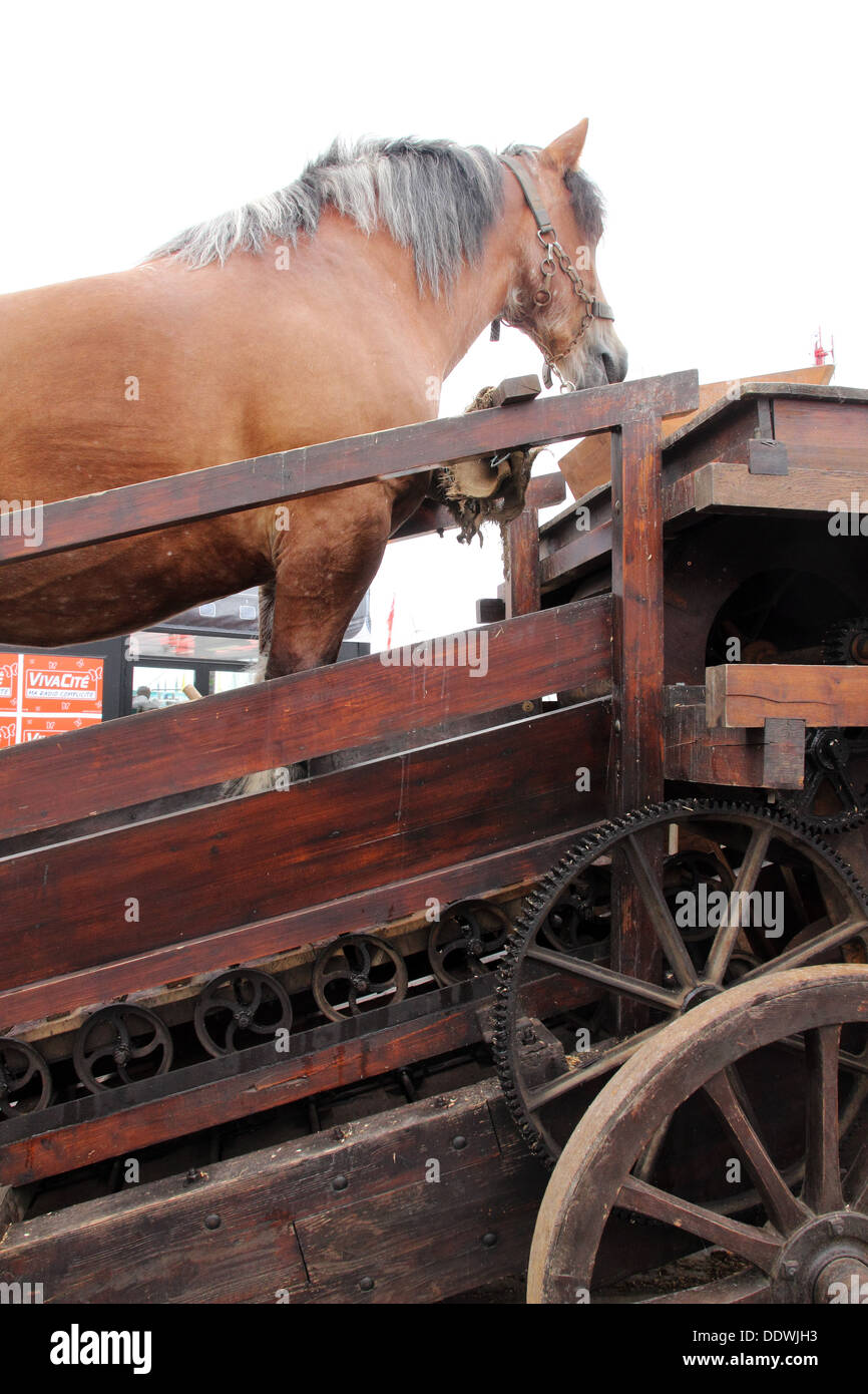 Libramont hi-res stock photography and images - Alamy