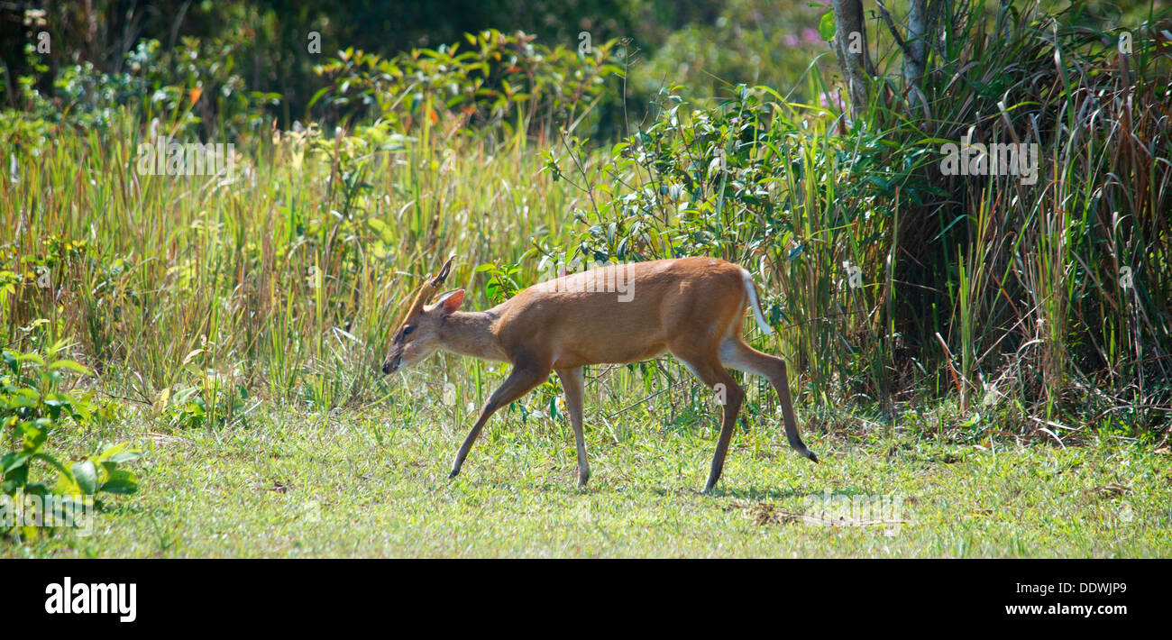 Male Red (or common) Muntjac Deer, Muntiacus muntjac, also known as a ...