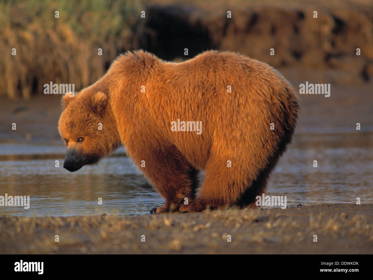 Brown bear on stream bank in Hallo Bay in Katmai National Park Alaska ...