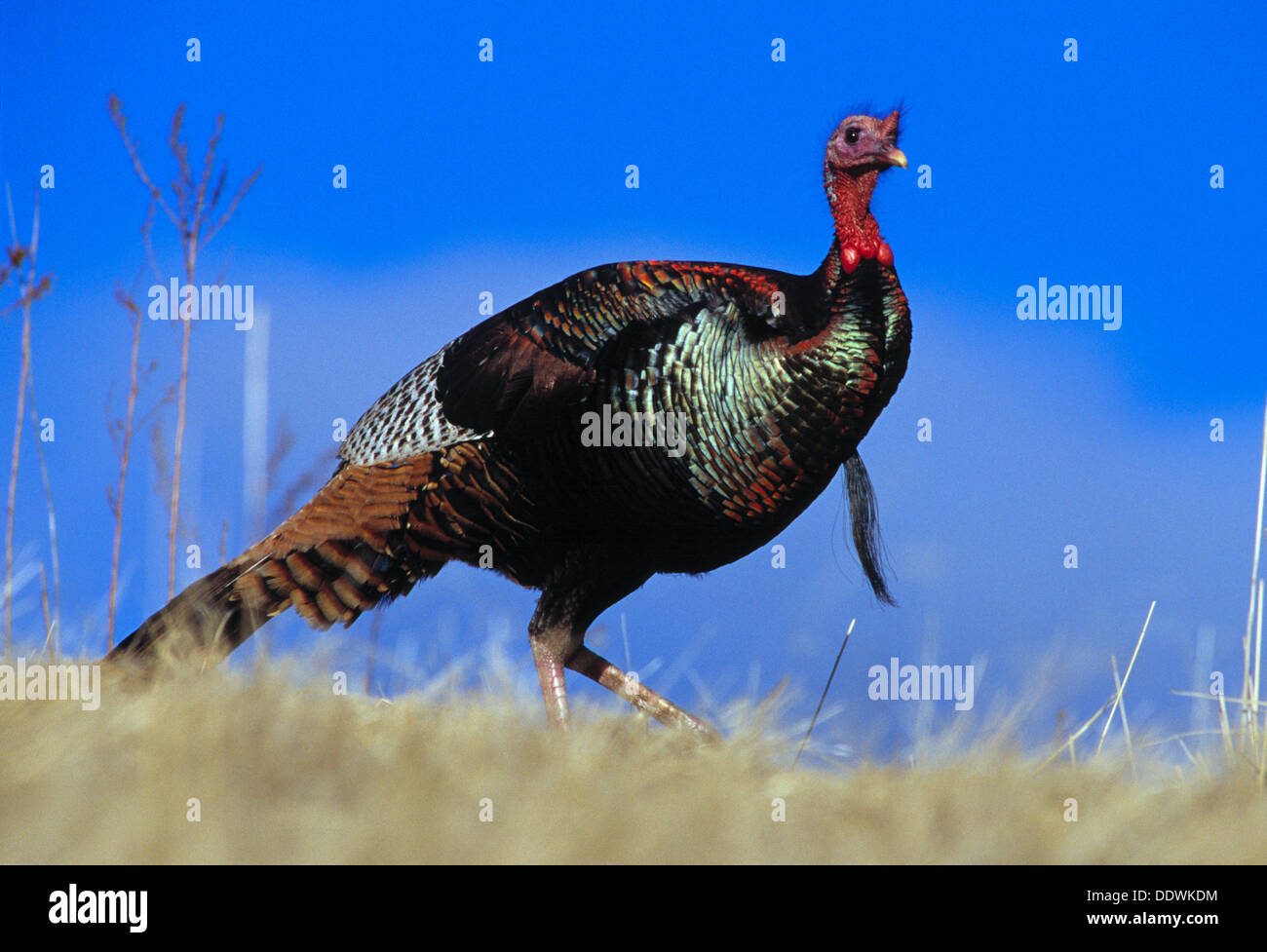 Metallic sheen turkey feathers hi-res stock photography and images - Alamy