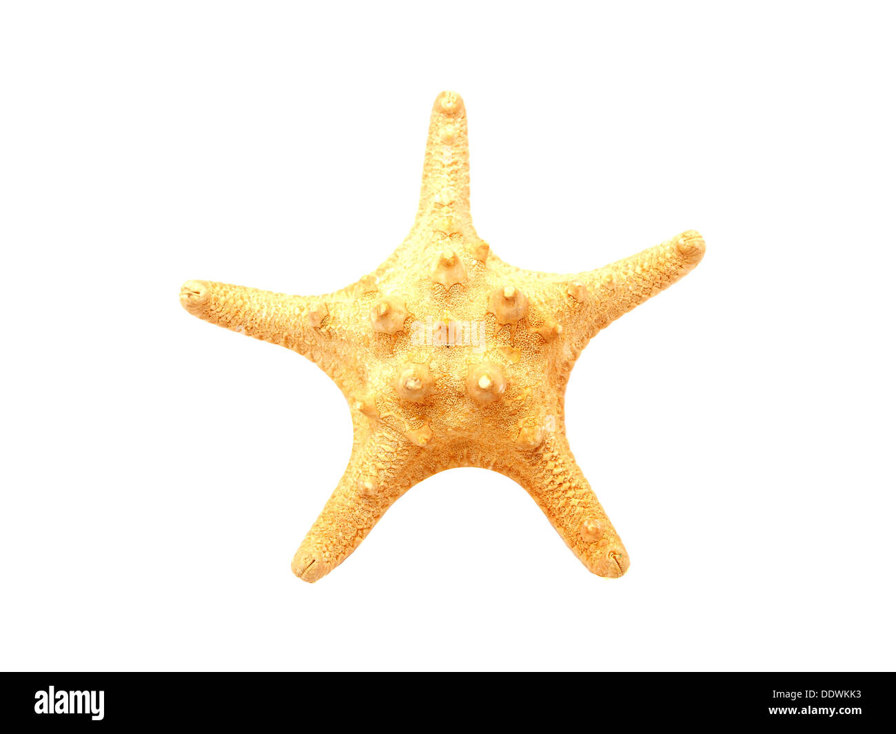 Starfish on a white background Stock Photo - Alamy