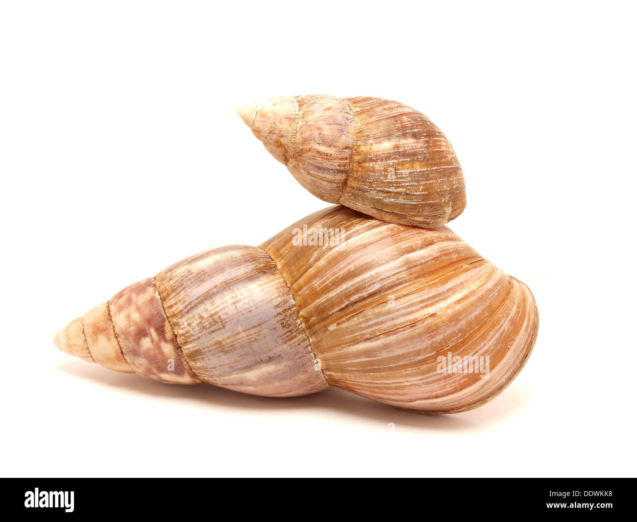 Open snail shell Cut Out Stock Images & Pictures - Alamy