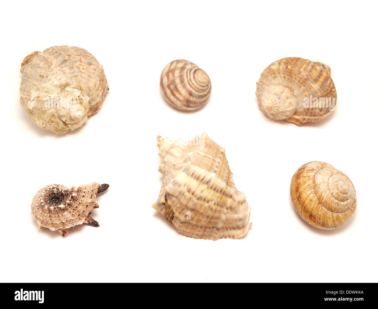 Bowls of mollusks on a white background Stock Photo - Alamy