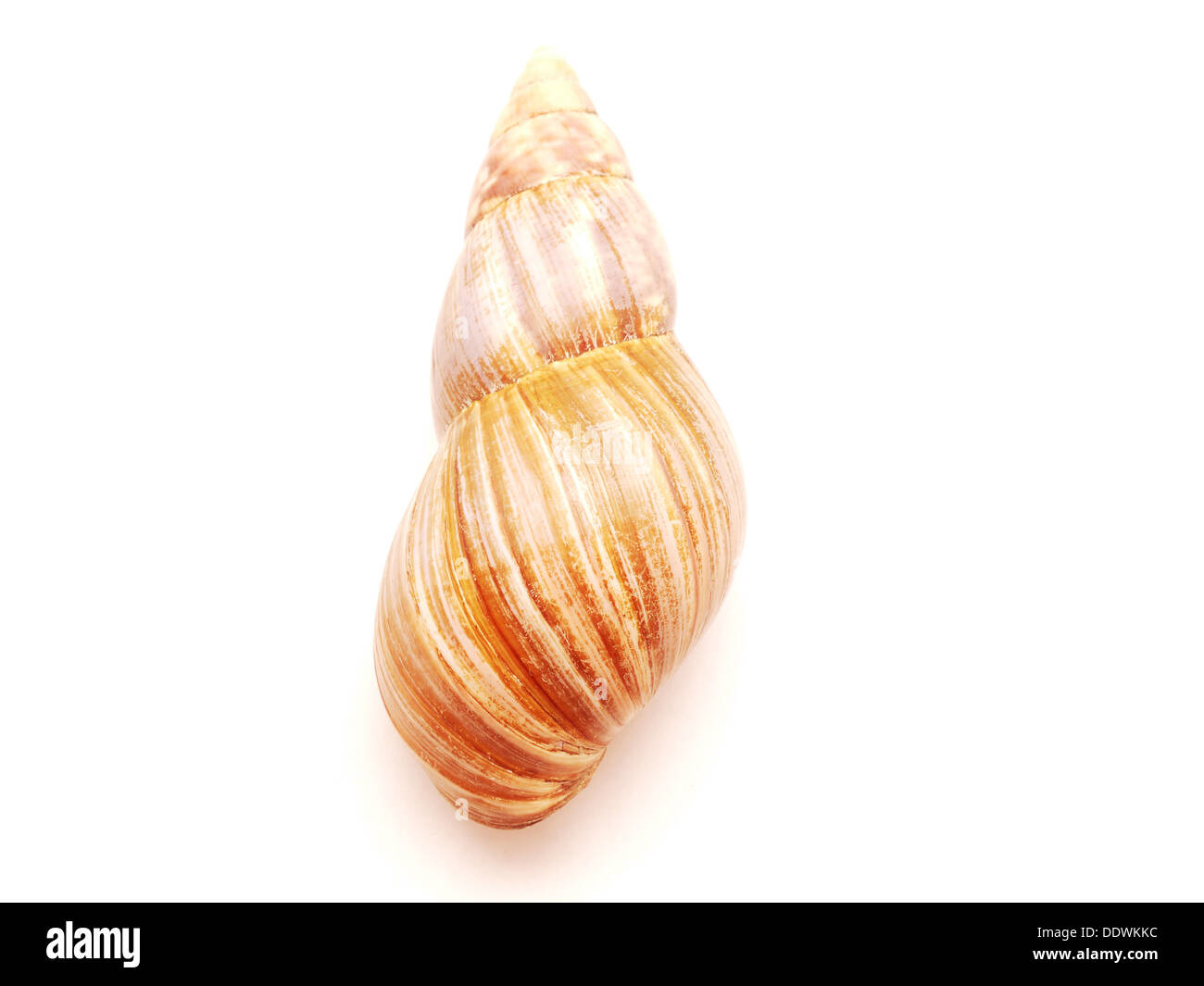 Open snail shell Cut Out Stock Images & Pictures - Alamy