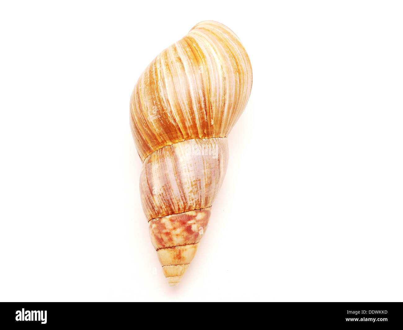 Open snail shell Cut Out Stock Images & Pictures - Alamy