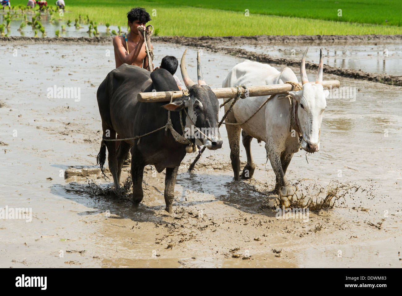 Indian farmer preparing and leveling a new rice paddy field using a ...