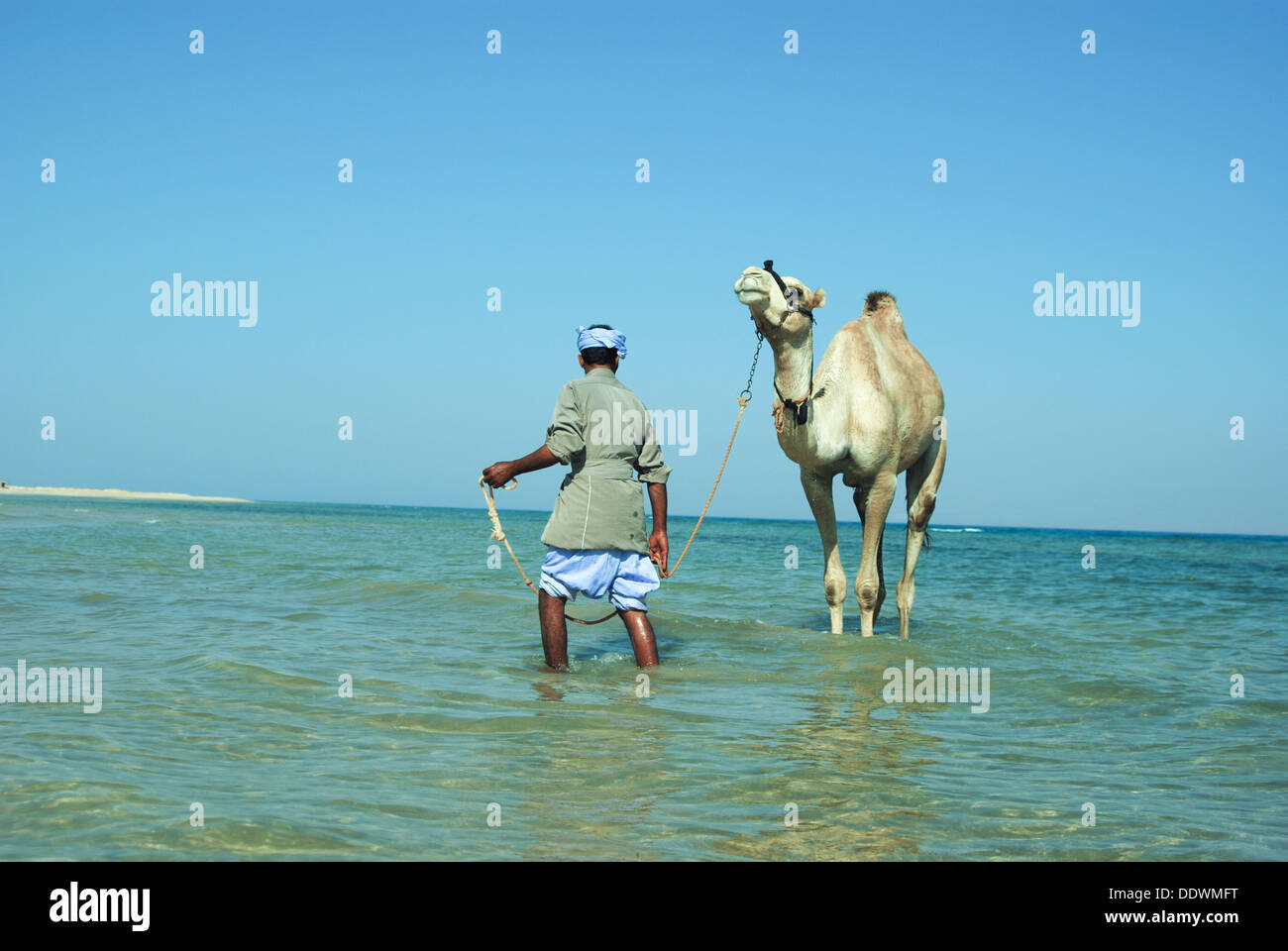 Egypt, Sinai, Bir Sweir Beduin washes his camel in the Red Sea Stock ...
