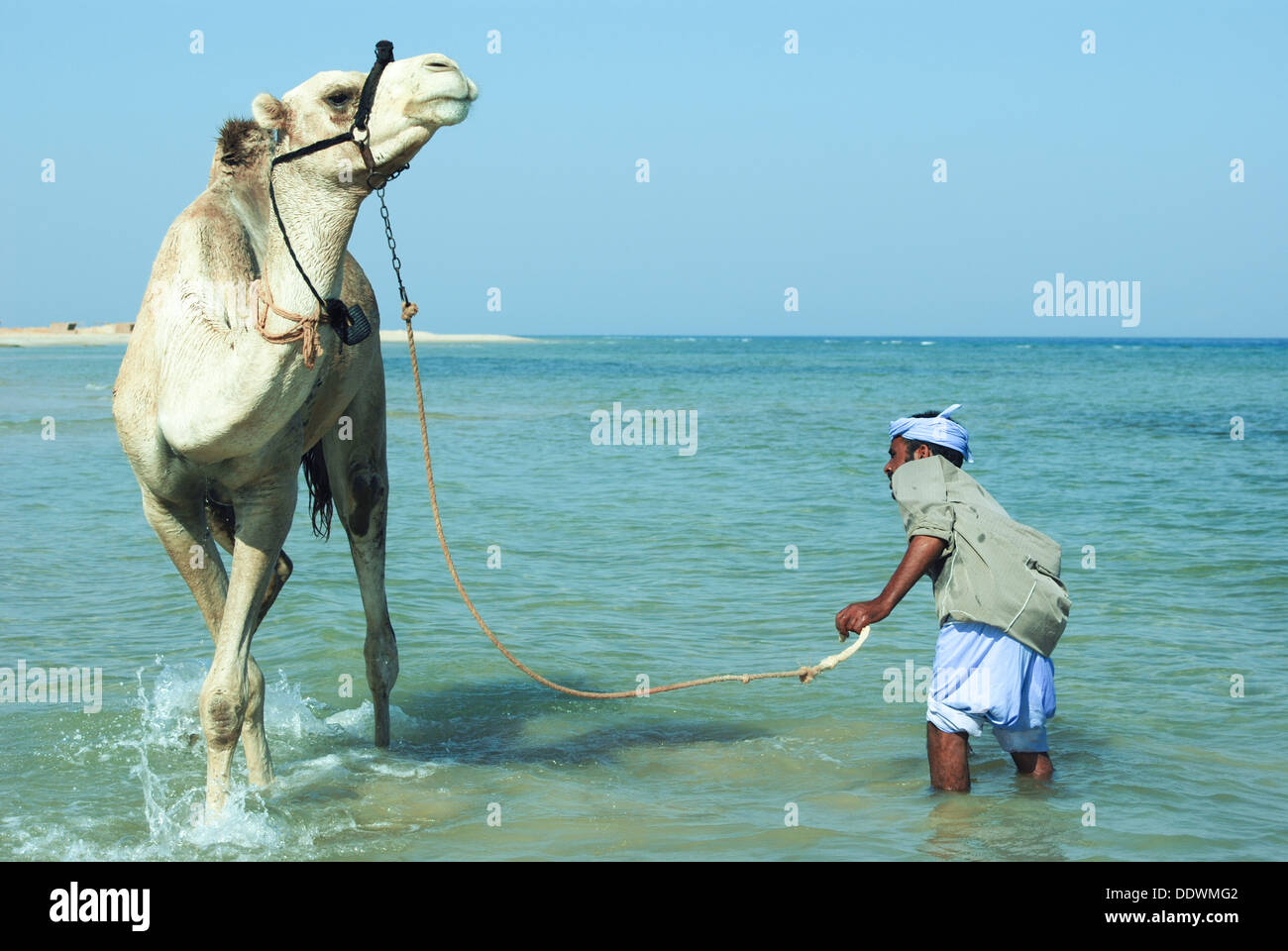 Egypt, Sinai, Bir Sweir Beduin washes his camel in the Red Sea Stock ...