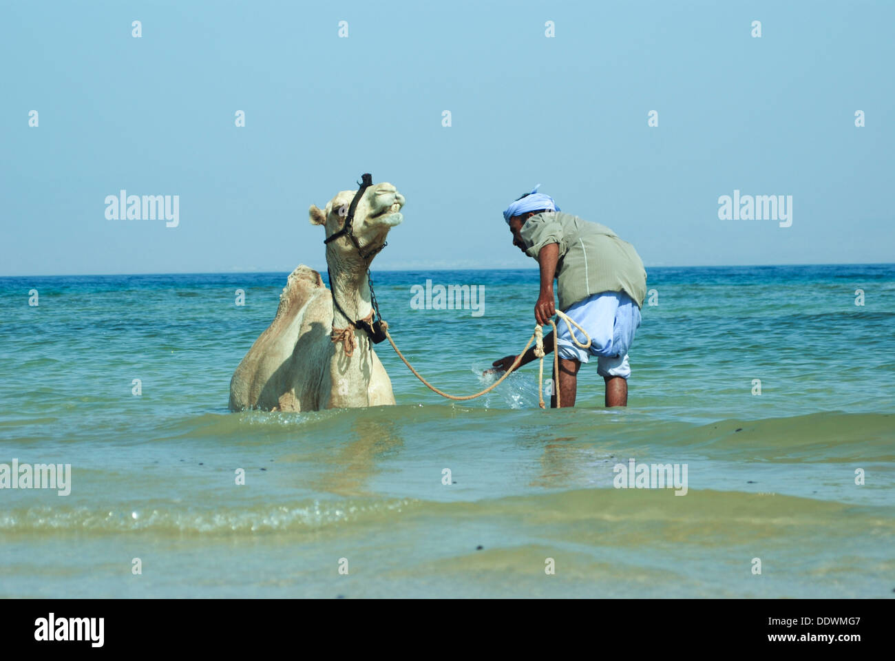 Egypt, Sinai, Bir Sweir Beduin washes his camel in the Red Sea Stock ...