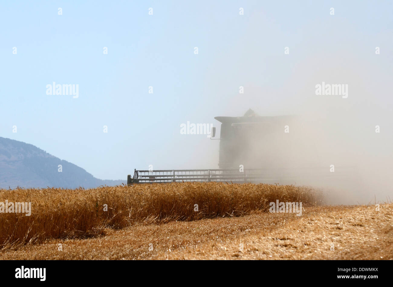 Combining wheat hi-res stock photography and images - Alamy