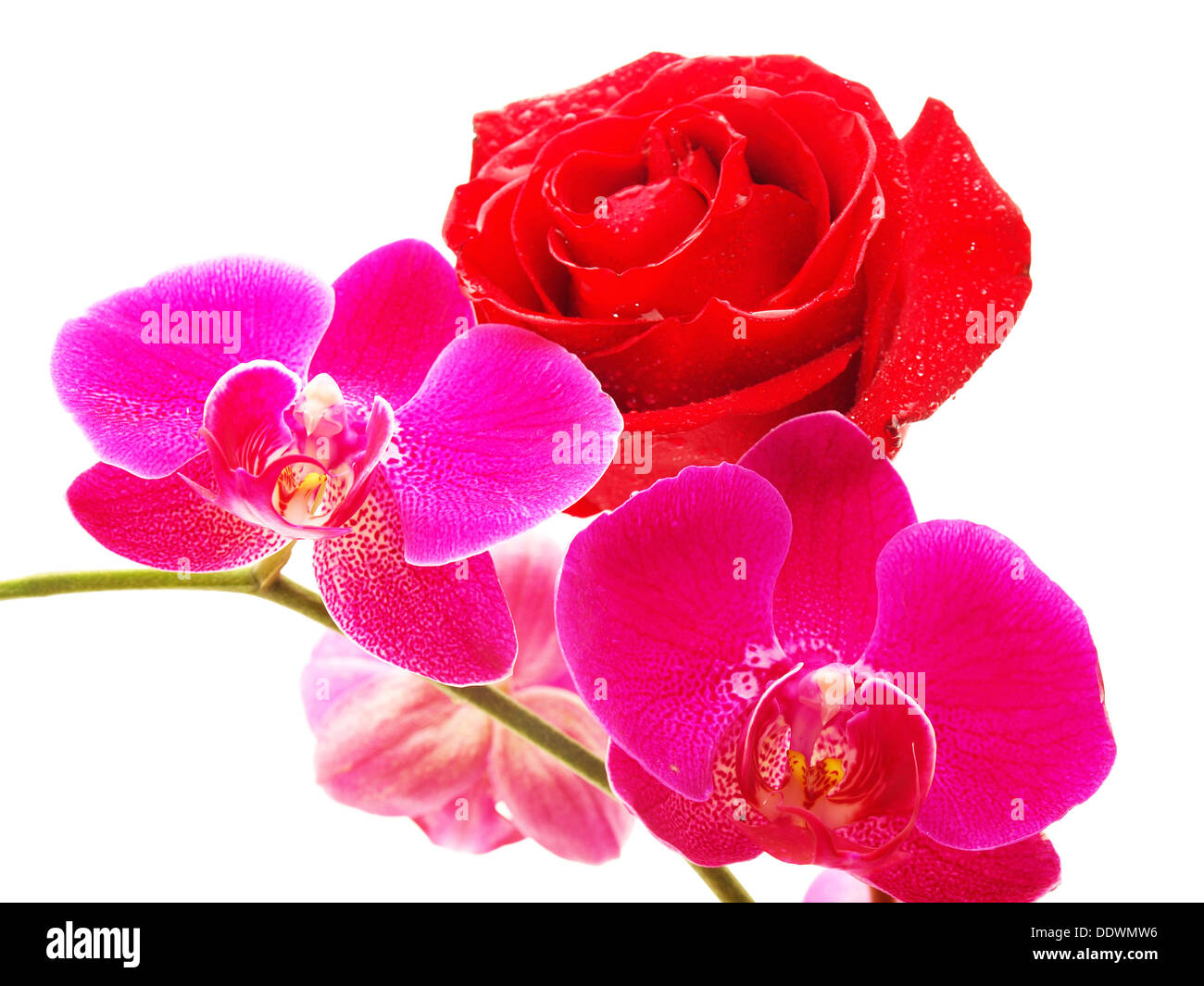 Orchid and rose on a white background Stock Photo - Alamy
