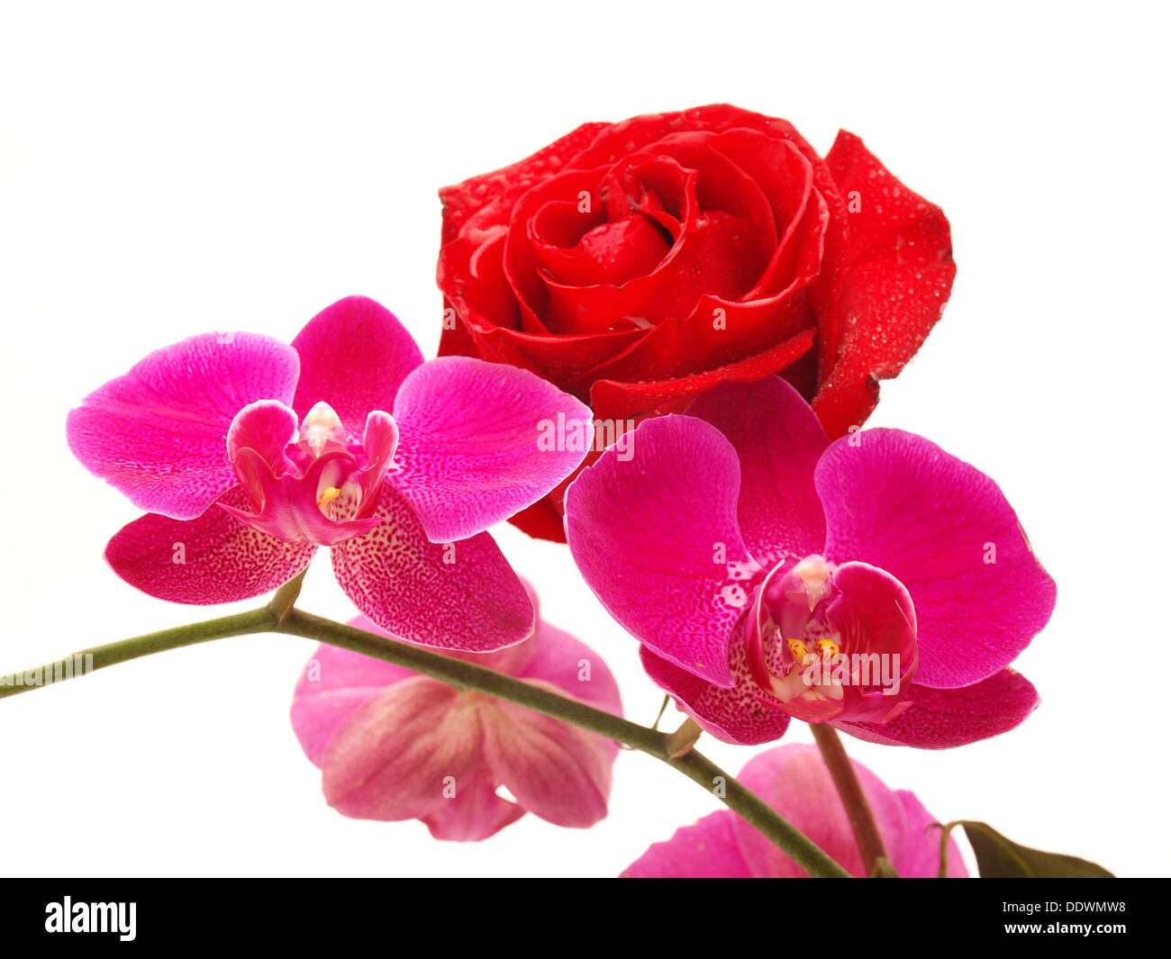 Orchid and rose on a white background Stock Photo - Alamy