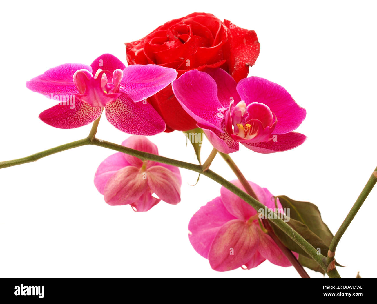 Orchid and rose on a white background Stock Photo - Alamy